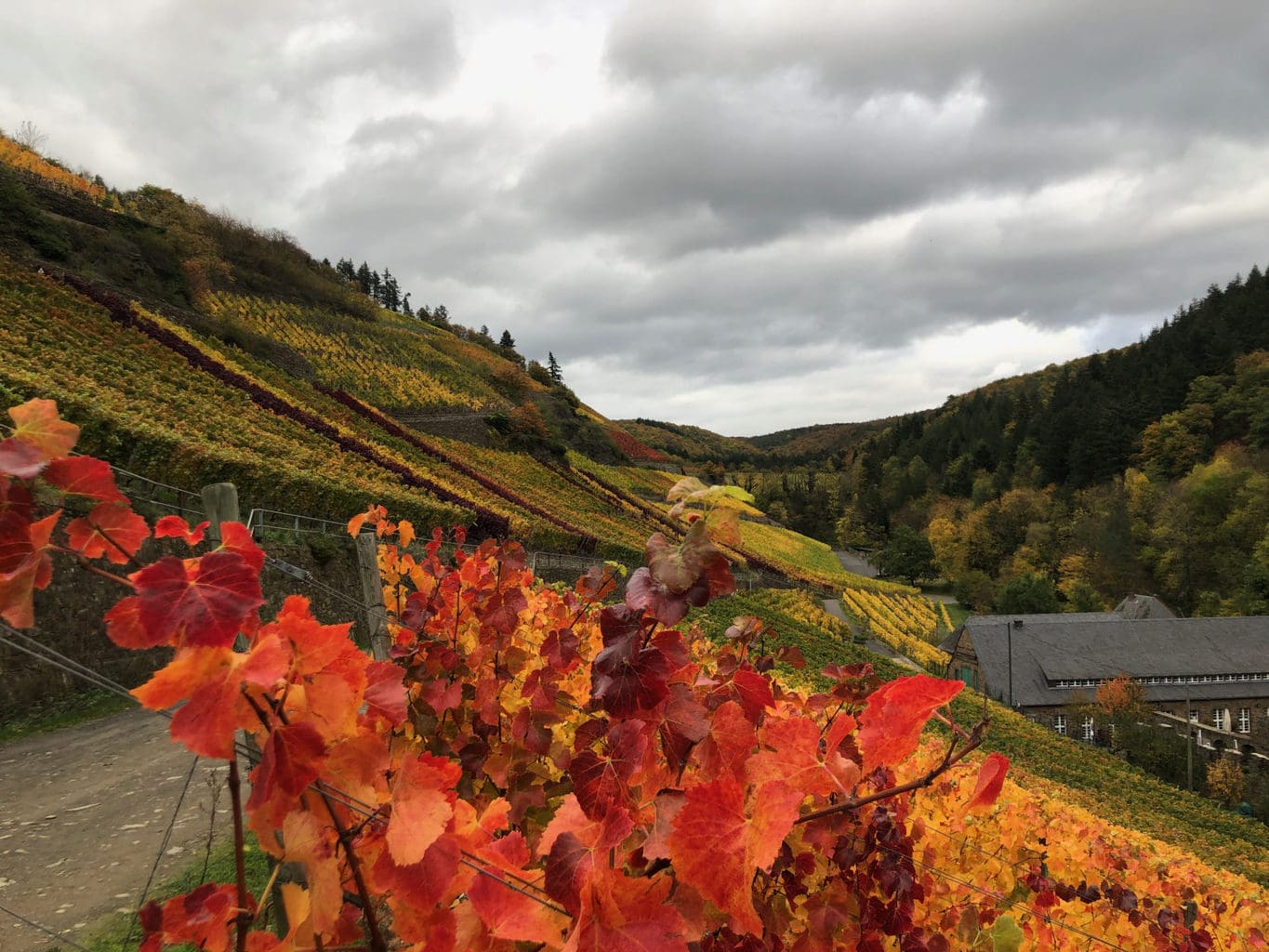 Herfst in de Duitse wijnbergen