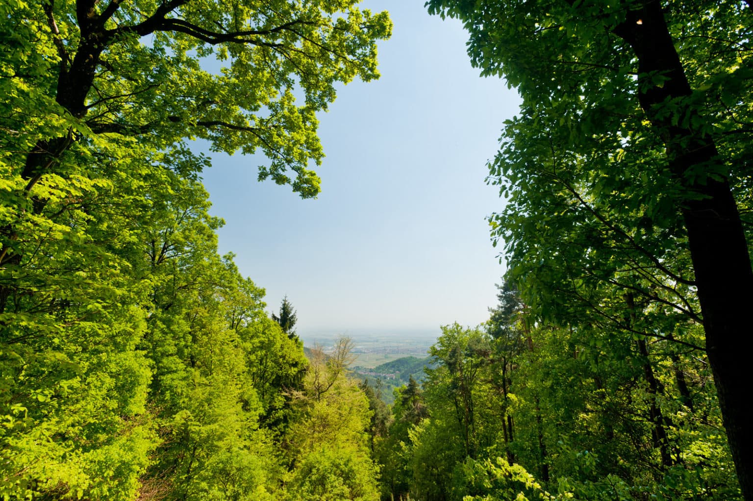 Beleef het bos - Duitsland magazine