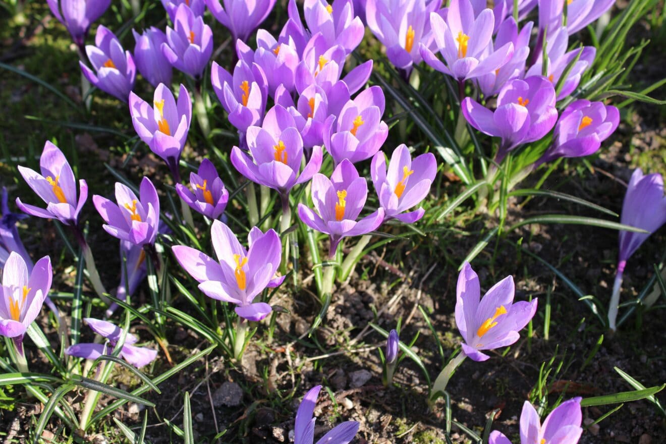 De krokussen van Husum: een paars bloementapijt - Duitsland magazine