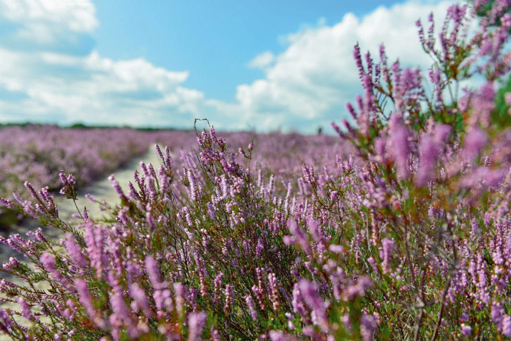 Onze wandeltip voor juli: Lüneburger Heide - Duitsland magazine